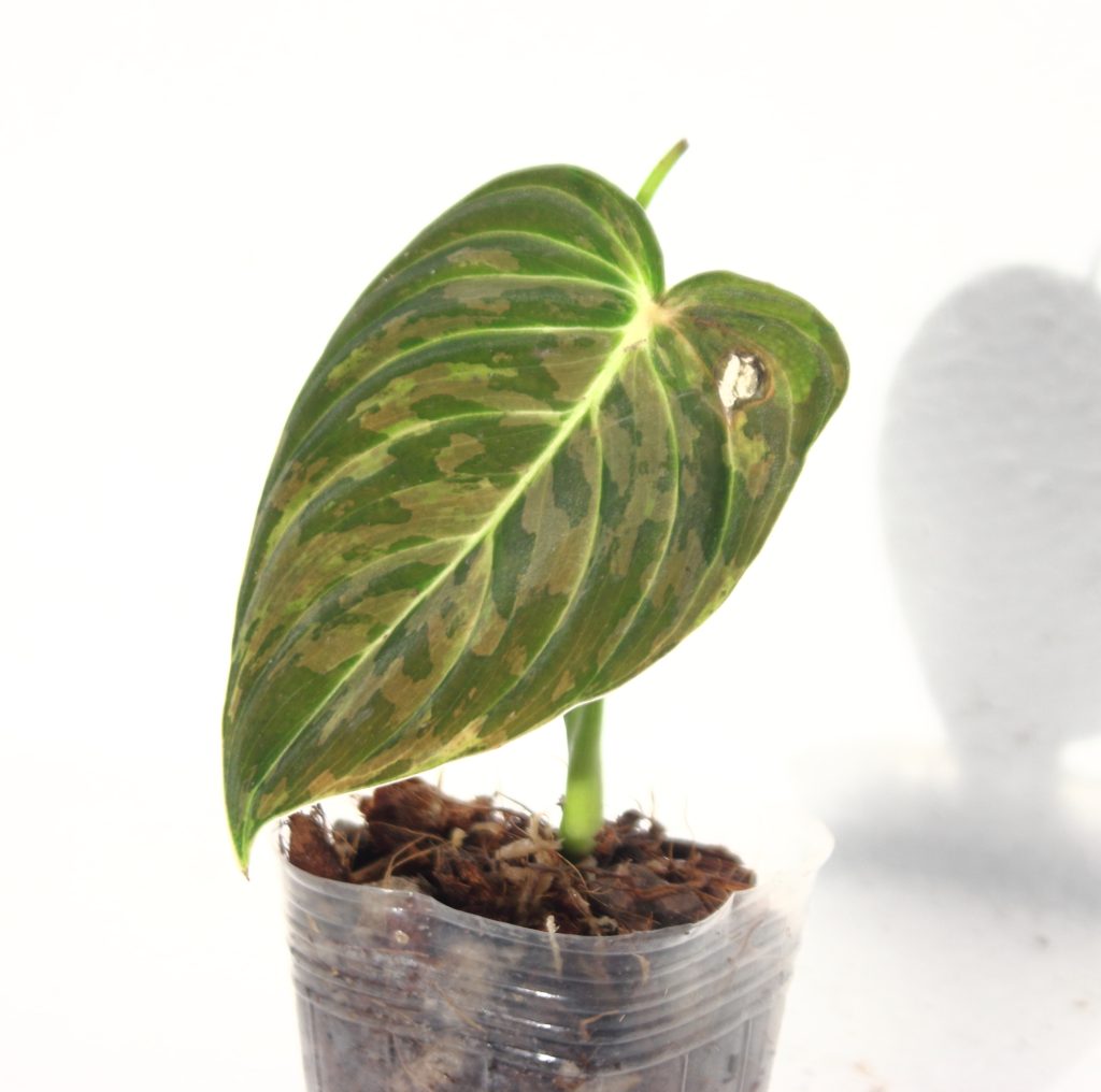 Philodendro Melanochrysum Variegado – EXOTICUS GARDEN