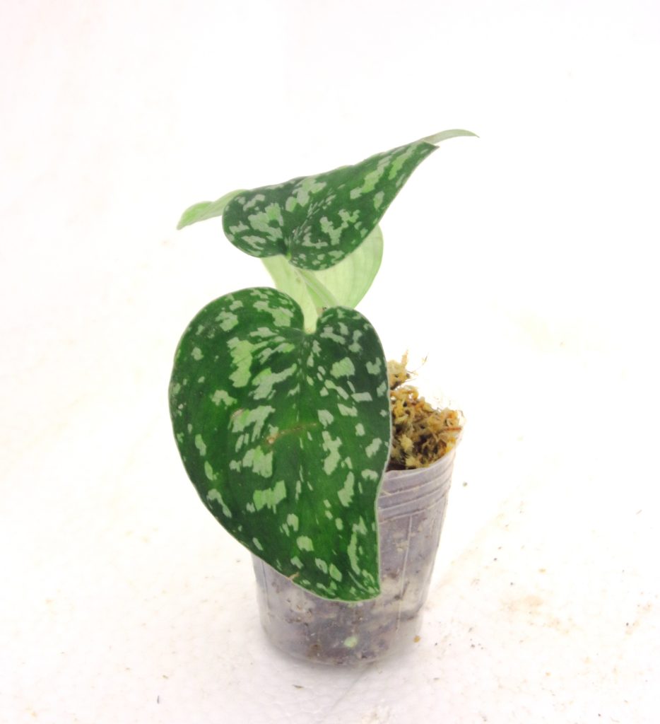 Scindapsus Tricolor Borneo – EXOTICUS GARDEN